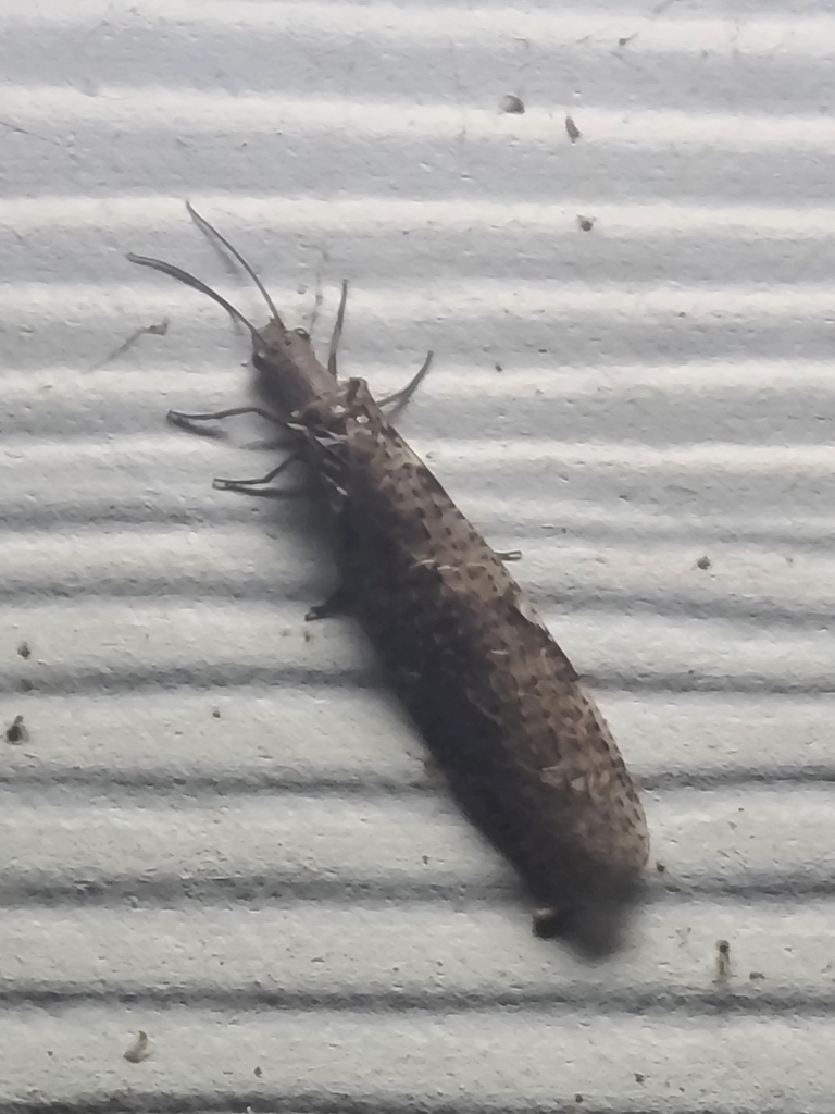 Spring Fishfly in March 2024 by Jonathan Gilmer · iNaturalist