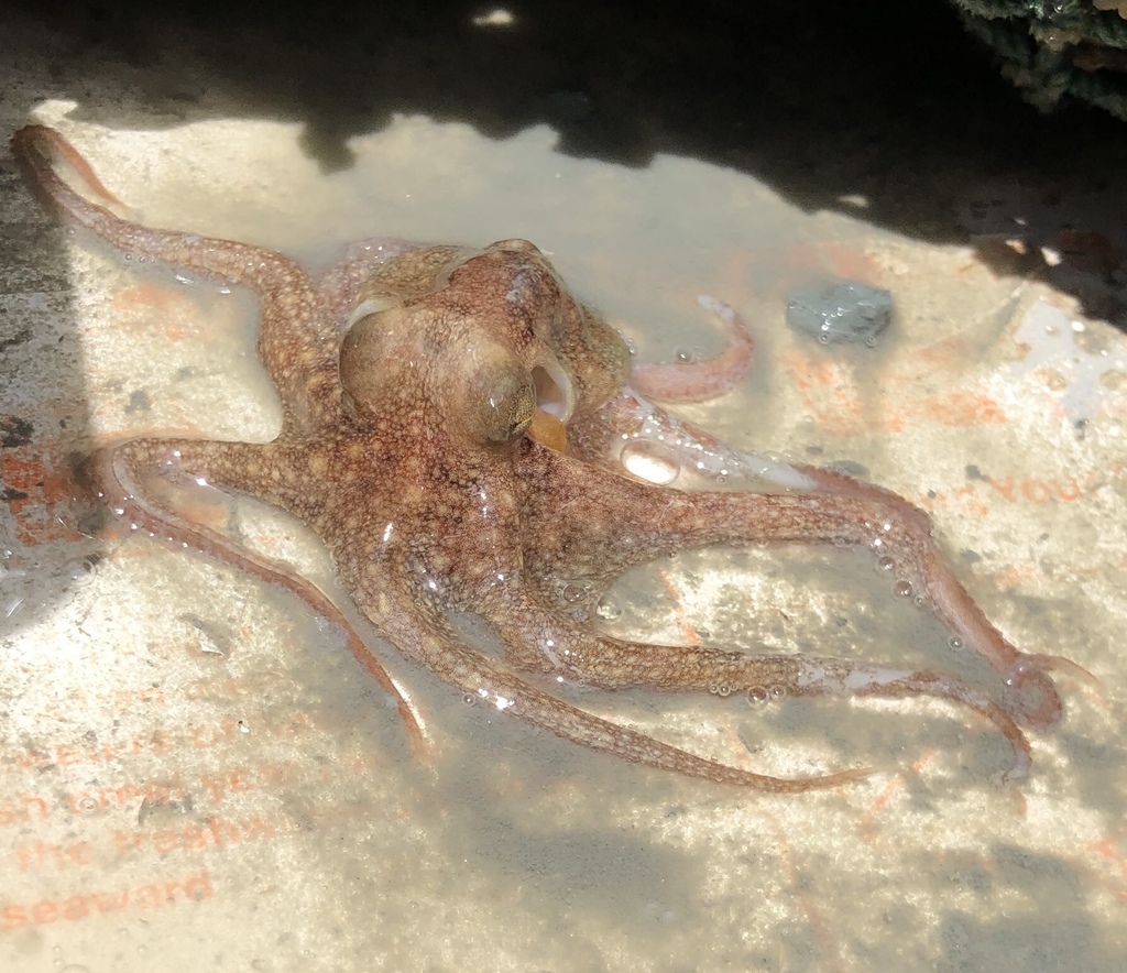 American Octopus from Charleston Harbor, Mount Pleasant, SC, US on ...
