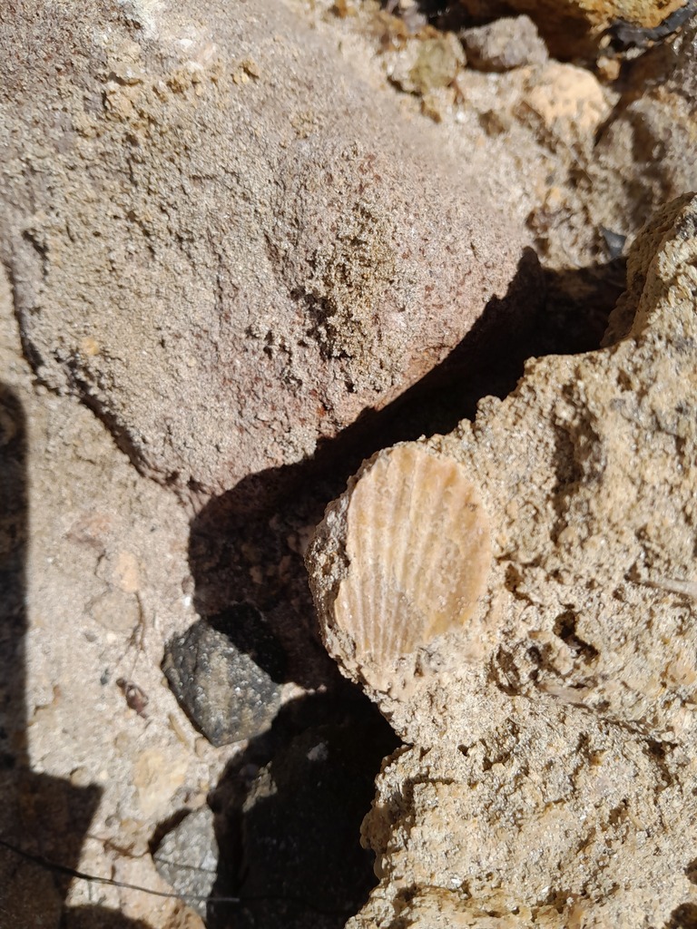 Bivalves from Portland VIC 3305, Australia on February 24, 2024 at 01: ...