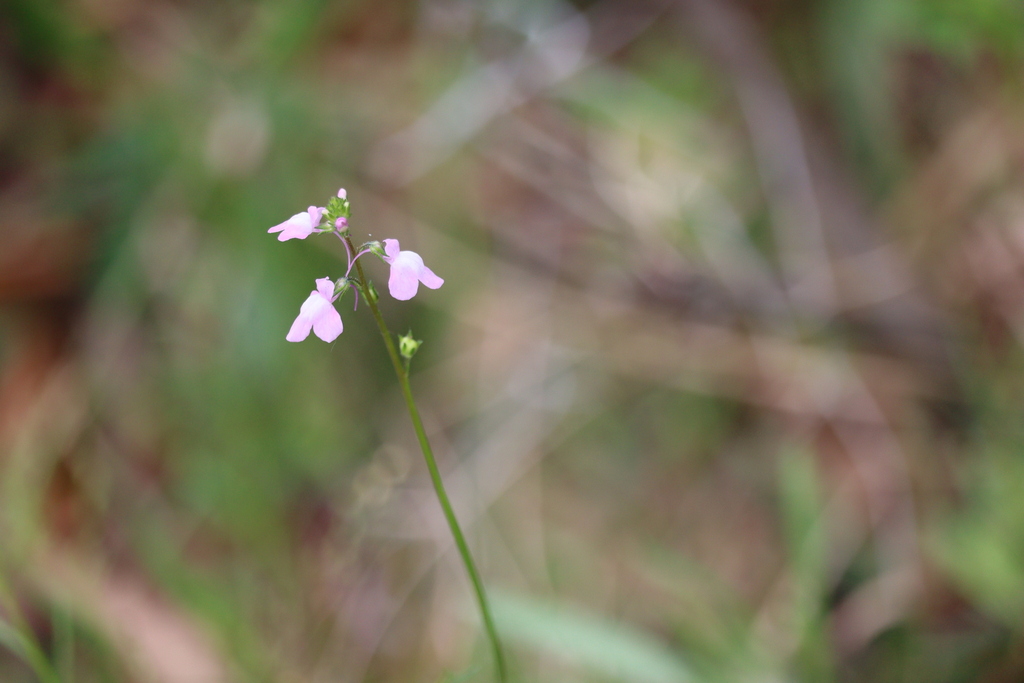 blue toadflax from Polk County, FL, USA on March 2, 2024 at 02:48 PM by ...