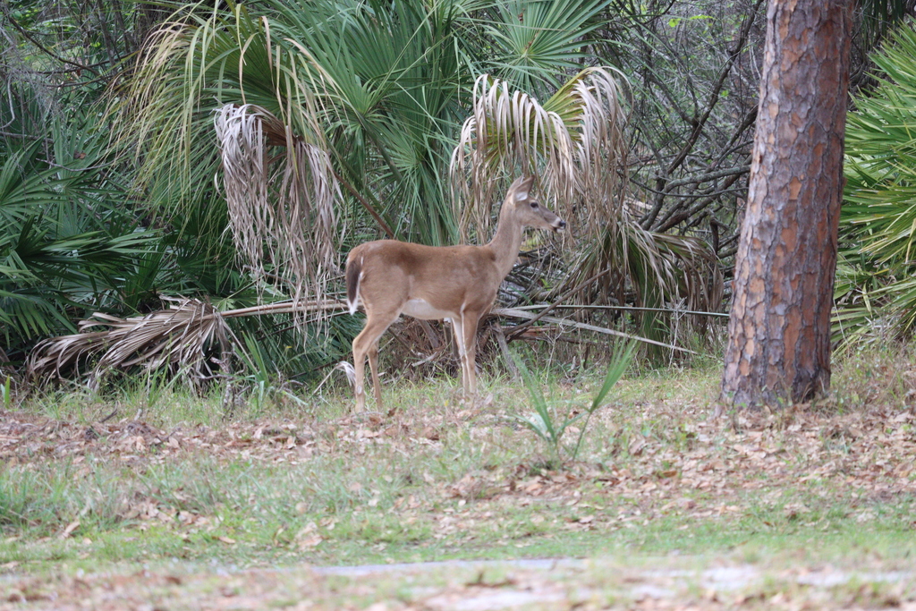 Florida White-tailed Deer from Polk County, FL, USA on March 2, 2024 at ...