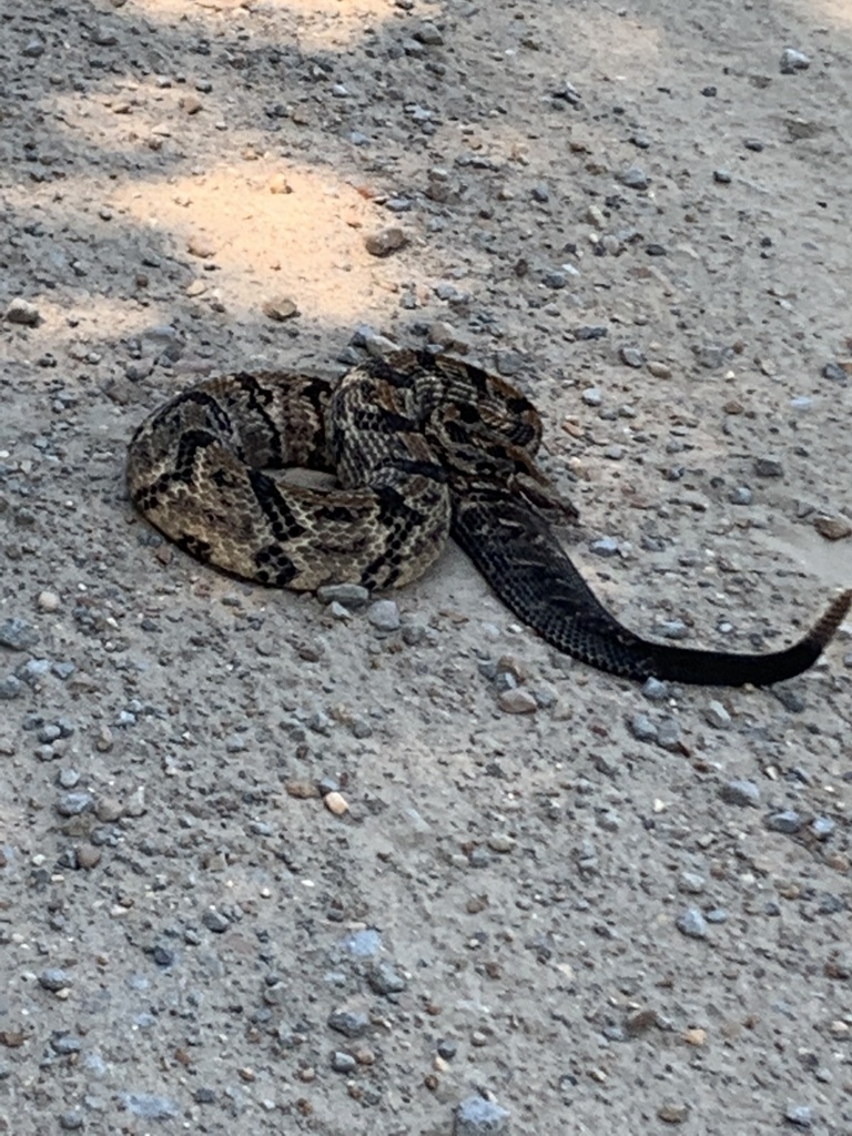 Timber Rattlesnake from Lake Ln, Snow Lake, AR, US on August 14, 2022 ...