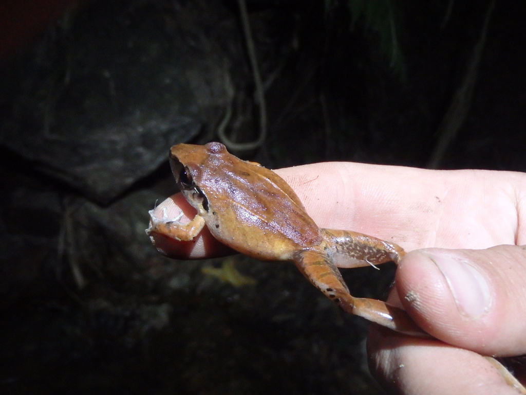 Cachabi Robber Frog from Salento, Salento, Quindío, CO on July 29, 2014 ...
