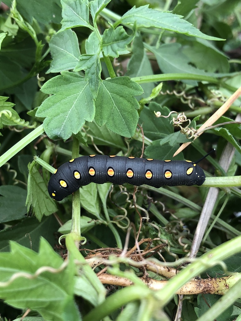 White-banded Hunter Hawkmoth from Wollongong NSW, Australia on February ...
