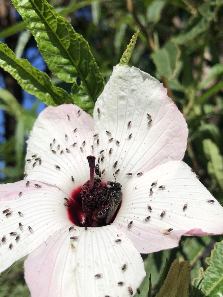 Rosella from Wollongong NSW, Australia on December 24, 2018 at 09:01 AM ...