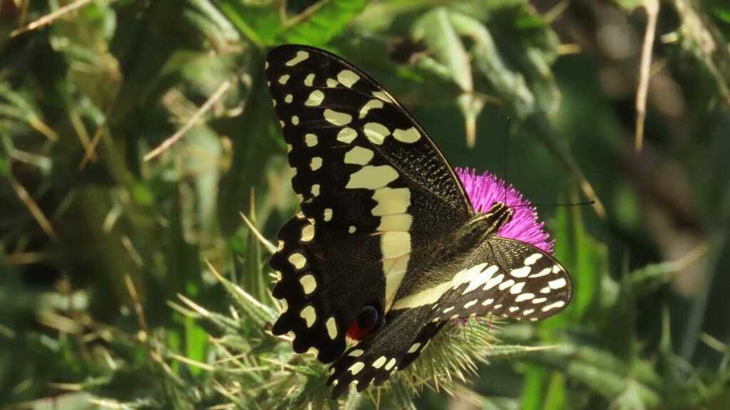 Citrus Swallowtail from Nairobi National Park, Nairobi, Kenya on ...