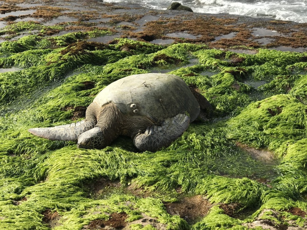 Green Sea Turtle in August 2017 by SkyHigh · iNaturalist