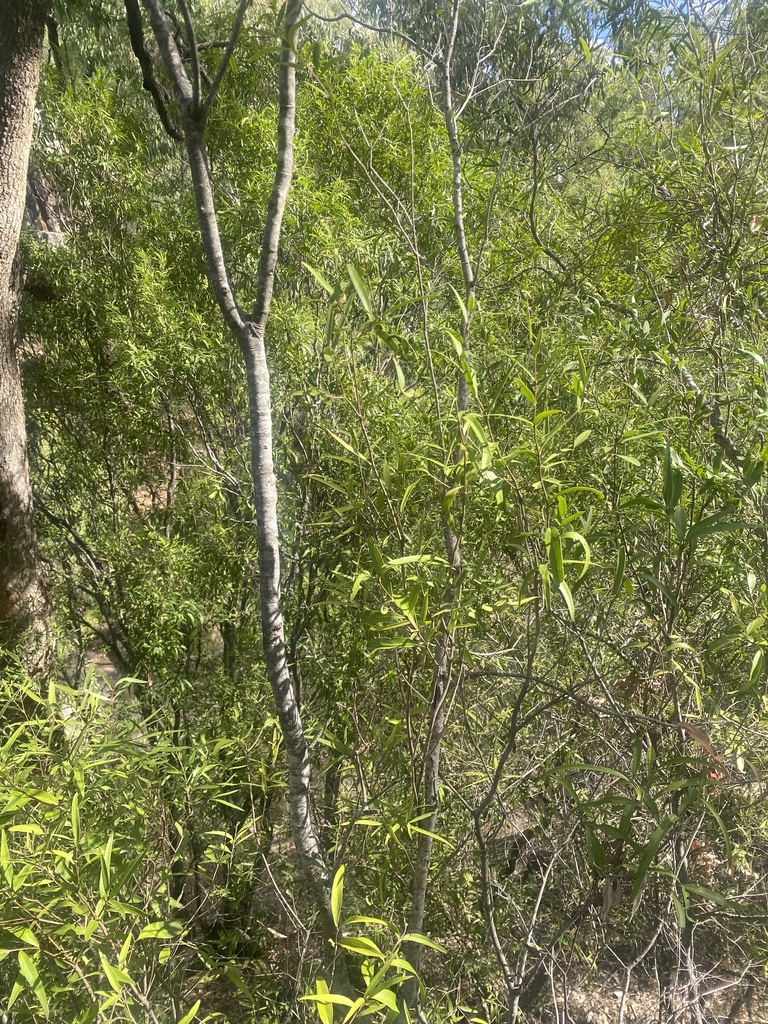small-fruited mock olive from Mount Kaputar National Park, Narrabri ...