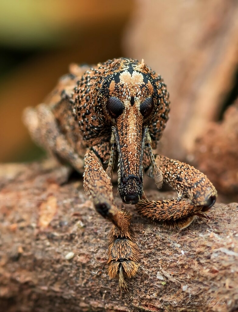 Elephant Weevil from Belmont Hills Reserve, 132 Scrub Rd, Carindale QLD ...