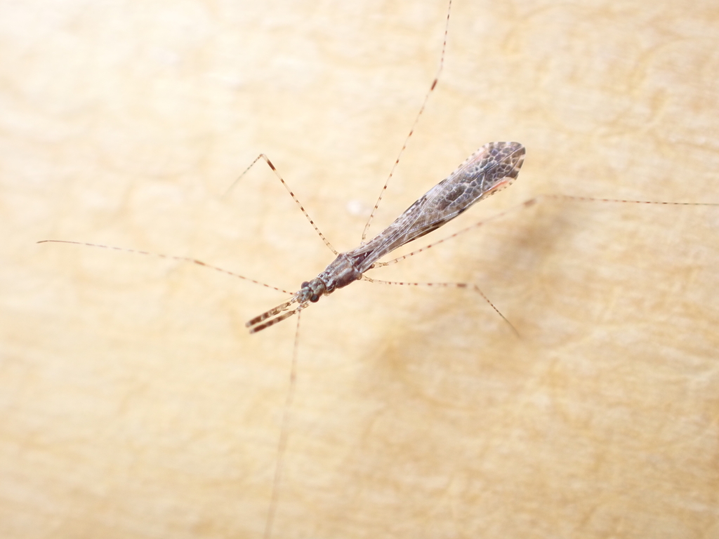 Thread Bug from Maori Hill, Timaru 7910 ニュージーランド on March 1, 2024 at 06 ...