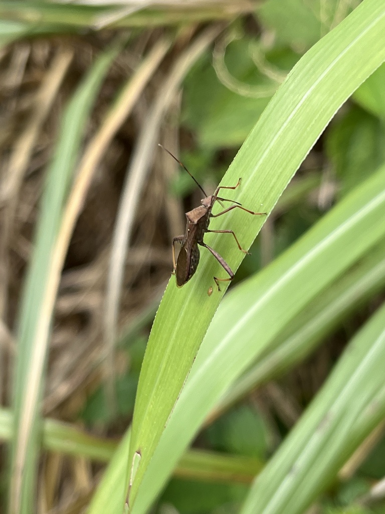 Riptortus linearis in March 2024 by Nakatada Wachi · iNaturalist