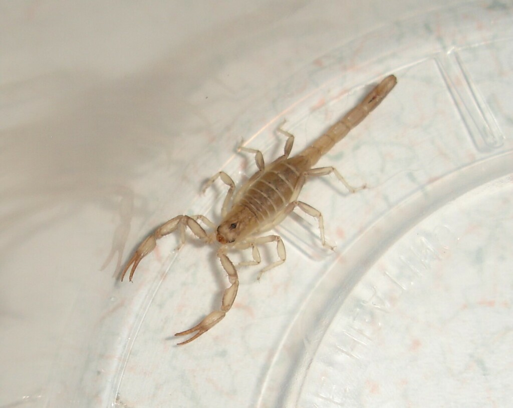 Lesser Stripetail Scorpion in April 2008 by Abhishek N. Prasad ...