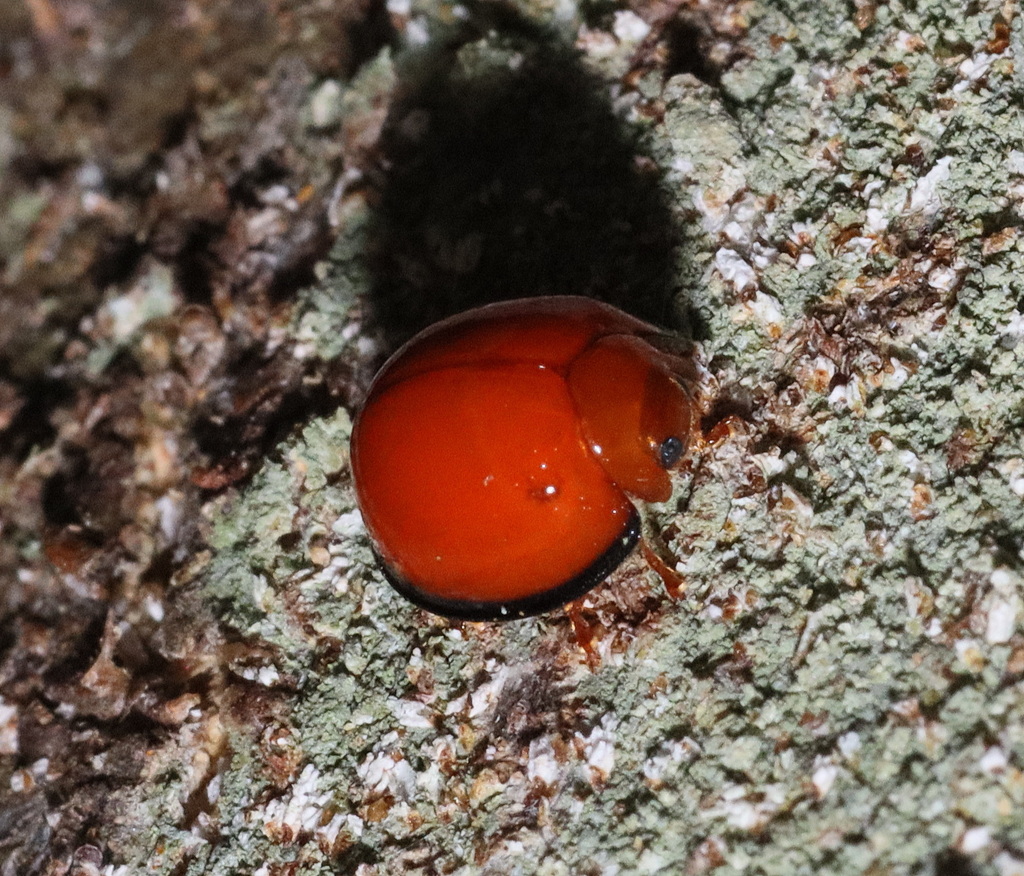 Red Chilocorus from Witta QLD 4552, Australia on March 3, 2024 at 04:08 ...