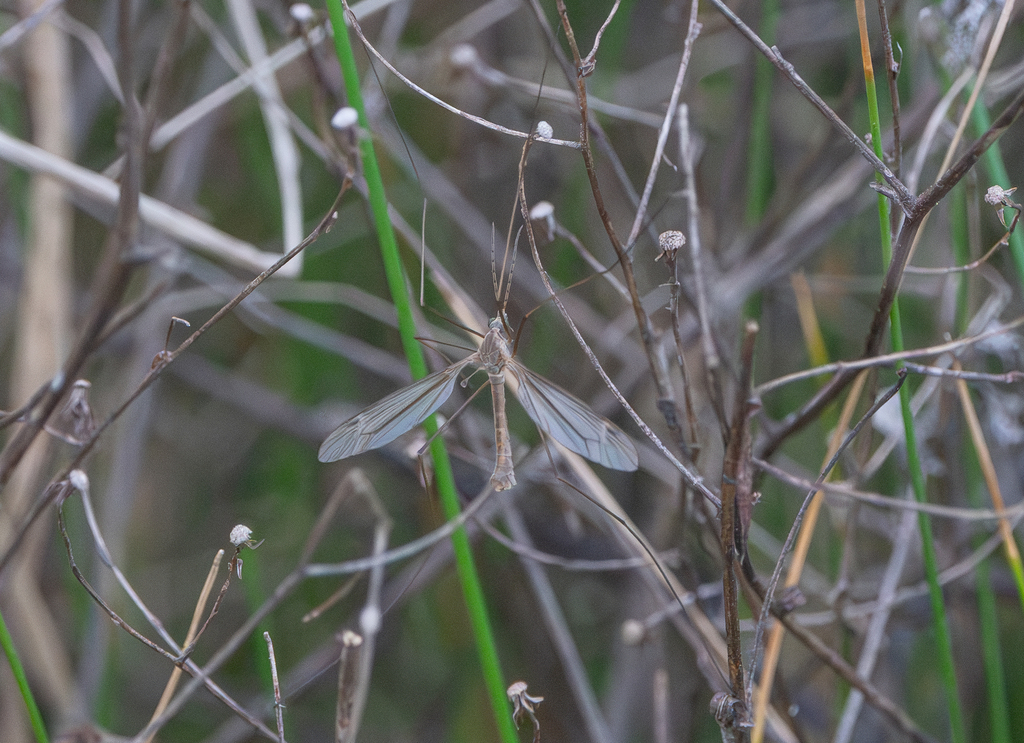 Typical Crane Flies from Bayside Regional Park, Bacliff, TX 77518, USA ...