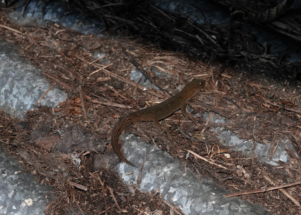 New Zealand Brown Geckos in February 2024 by Jolanda Keeble · iNaturalist
