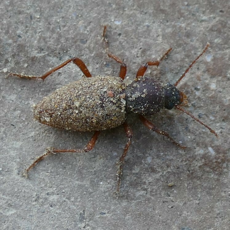 Brinckia debilis from Kramersdorf, Swakopmund, Namibia on March 1, 2024 ...
