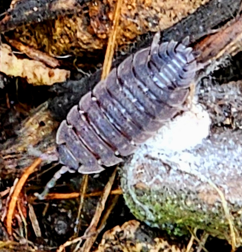 Common Rough Woodlouse from Davenport, CA 95017, USA on March 2, 2024 ...