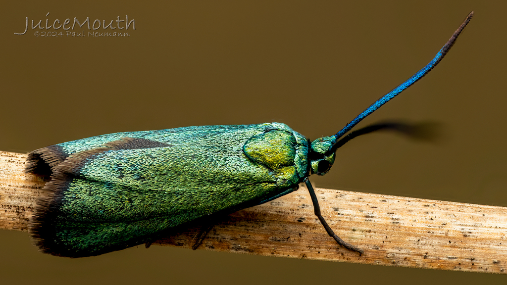 Satin-green Forester from Canberra Central, ACT, Australia on March 2 ...