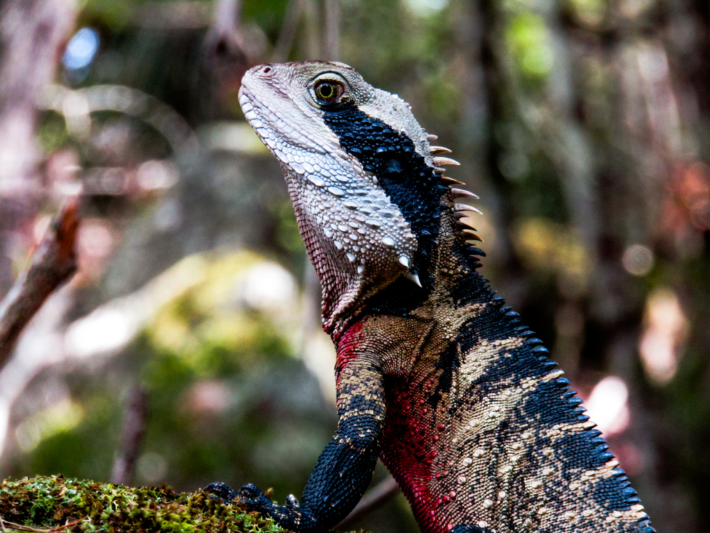 Australian Water Dragon from Girrakool Loop Track, Kariong NSW ...