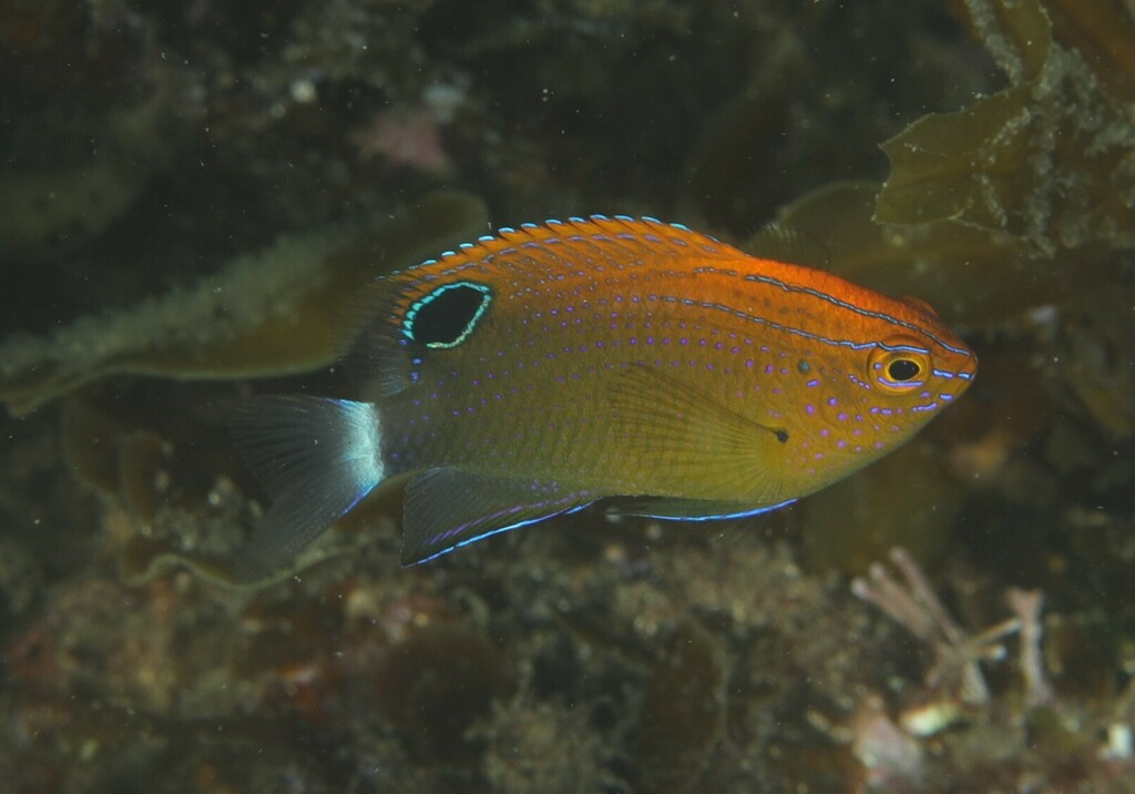 Speckled Damsel from 1 Bower Ln, Manly NSW 2095, Australia on February ...
