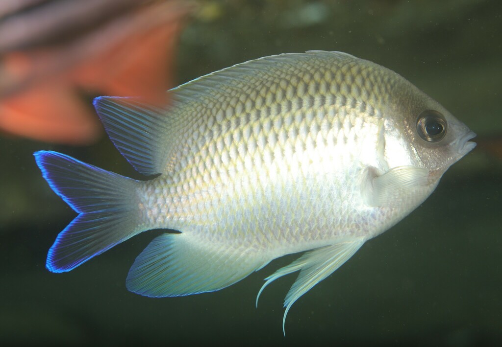Immaculate Damsel from 1 Bower Ln, Manly NSW 2095, Australia on March 3 ...