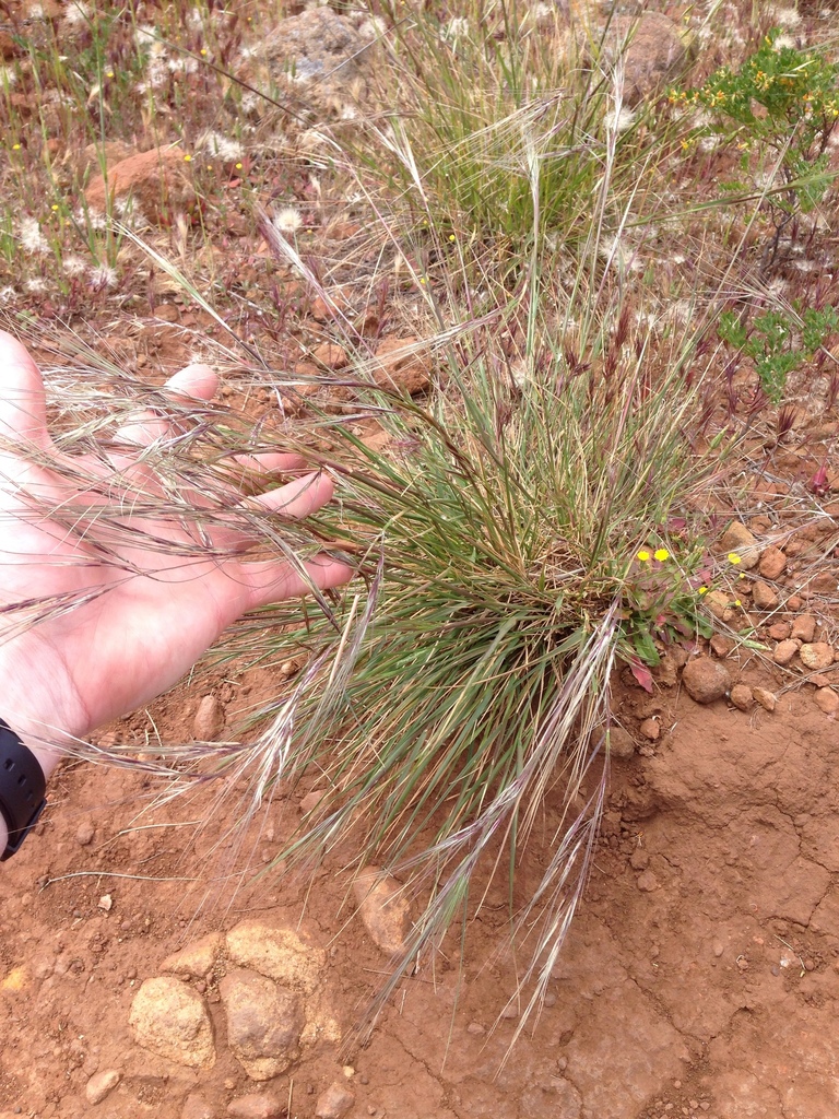 purple needlegrass (Nassella pulchra) - Botanical Realm