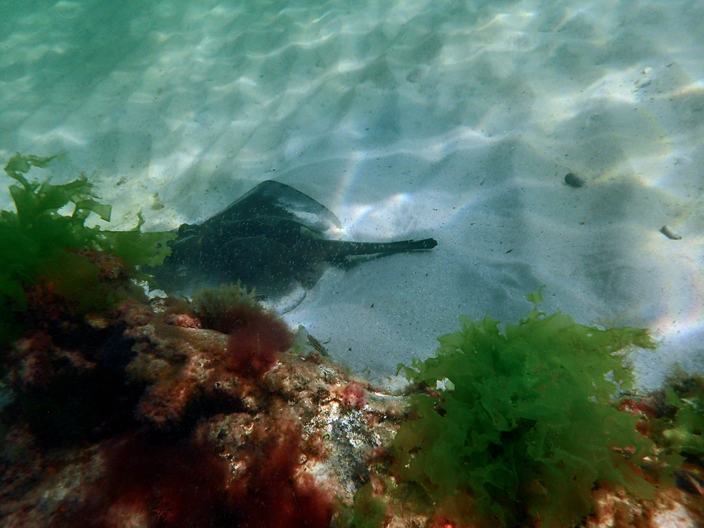 Eastern Shovelnose Stingaree from Hampton Beach, Victoria, Australia on ...