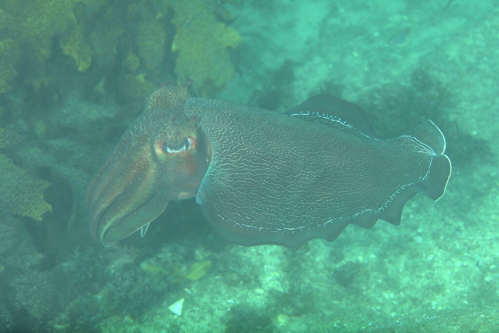 Australian Giant Cuttlefish from Northern Beaches Council, NSW ...