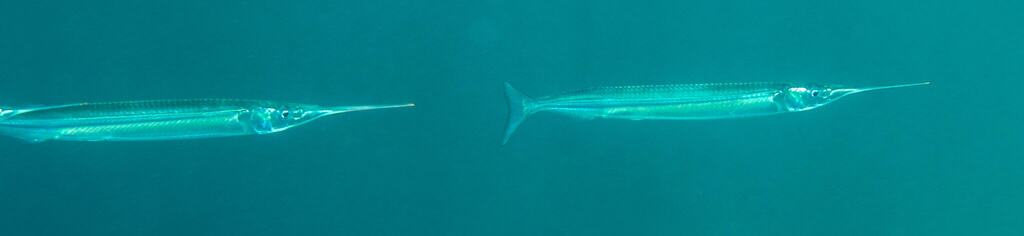 Southern Garfish from Northern Beaches Council, NSW, Australia on ...