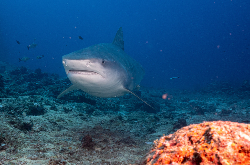 Tiger Shark in June 2022 by Mark Stiebel · iNaturalist