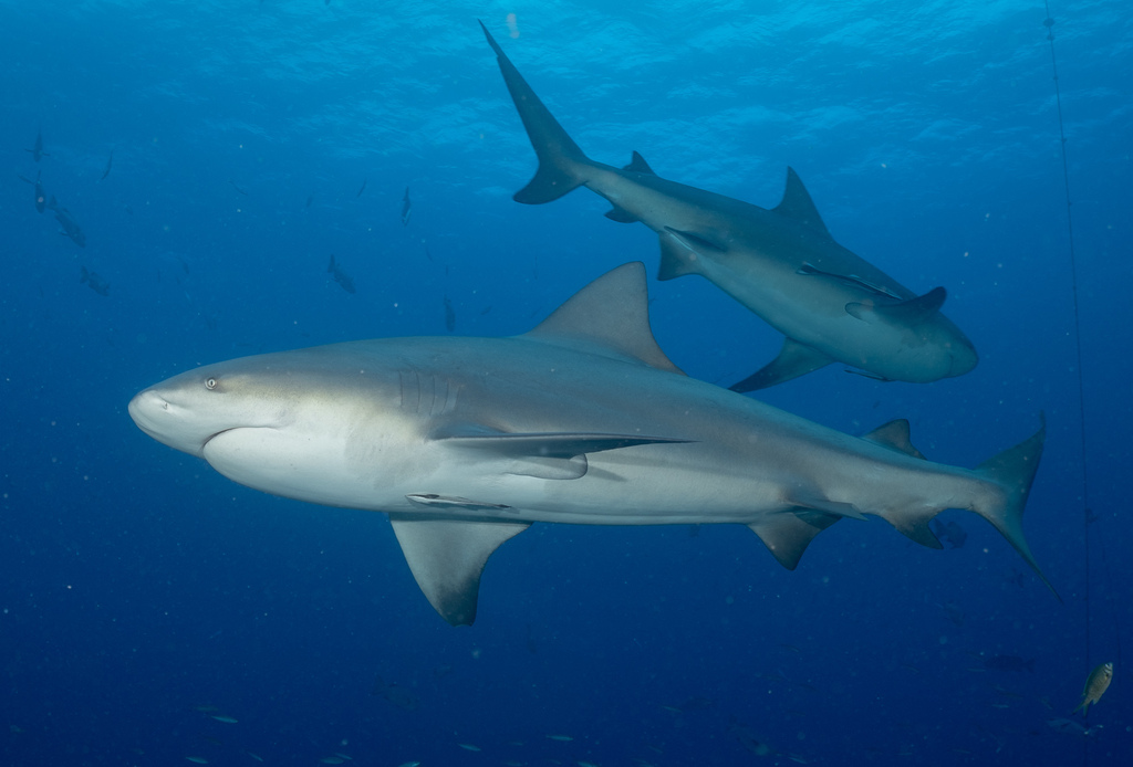 Bull Shark in June 2022 by Mark Stiebel · iNaturalist