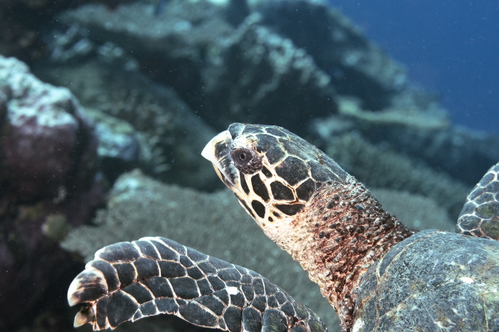 Hawksbill Sea Turtle in June 2022 by Mark Stiebel · iNaturalist