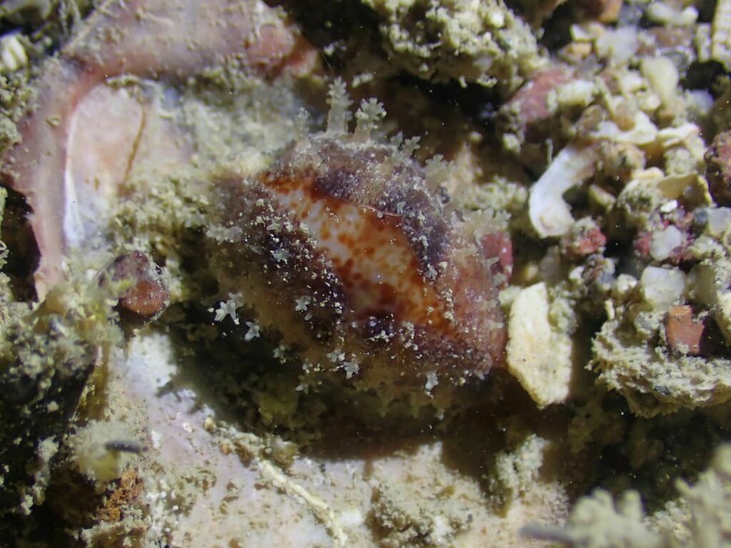 Walker's cowrie from West, SG on March 3, 2024 at 08:38 AM by Tsu Soo ...