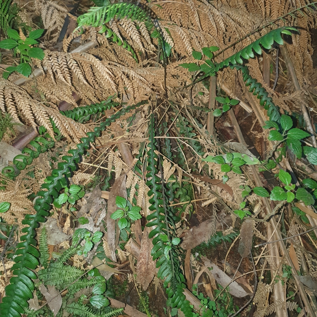 Rasp fern from Olinda VIC 3788, Australia on March 3, 2024 at 05:07 PM ...