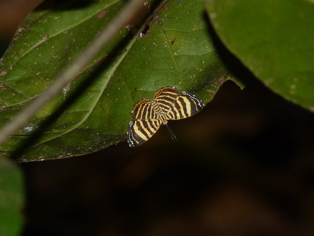 Argyrogrammana glaucopis from Alta Floresta - State of Mato Grosso ...