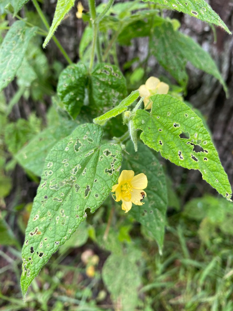 straggly lantern-bush from Townson QLD 4341, Australia on February 24 ...