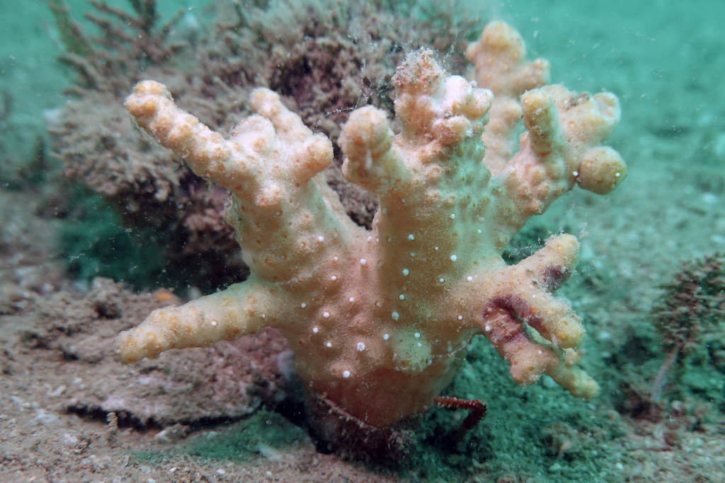 Nephthyigorgia from Exmouth, WA, Australia on March 3, 2024 at 03:02 PM ...