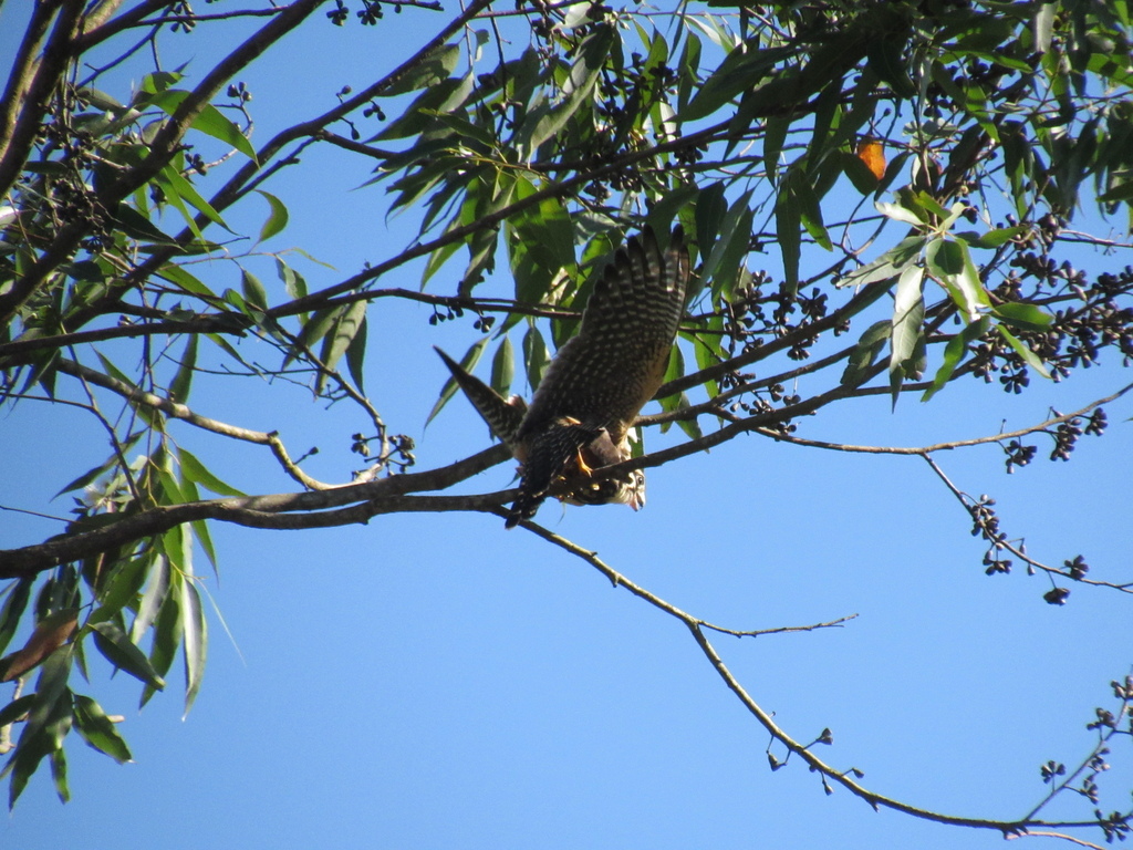Aplomado Falcon from Nova Brasília, Brusque - SC, Brasil on March 3 ...