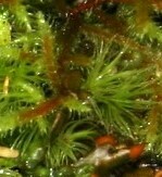 Lanky Moss from Sitka, AK, USA on August 11, 2008 at 07:09 AM by ...