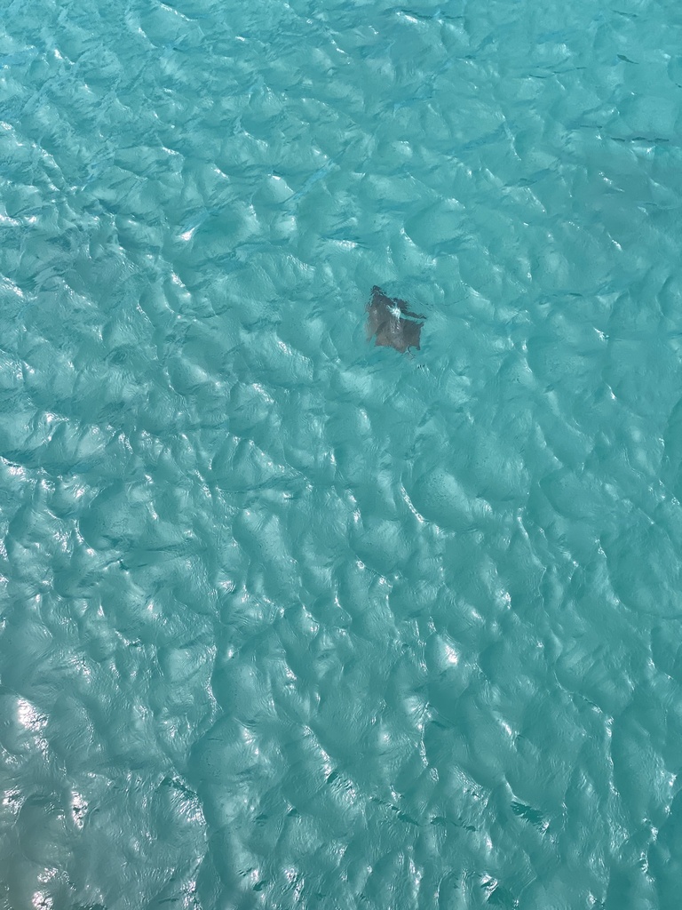 Stingrays from Coral Sea, Mount Rooper, QLD, AU on June 5, 2021 at 11: ...