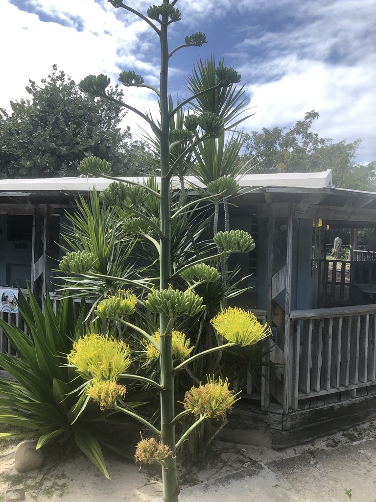 century plants from Culebra, Culebra, Puerto Rico, US on March 1, 2024 ...