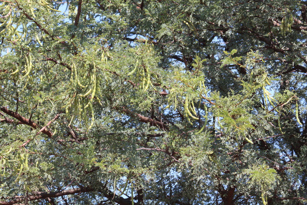 Sweet-scented Pod from Westonaria, South Africa on March 3, 2024 at 10: ...
