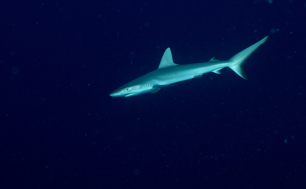 Grey Reef Shark in June 2023 by Mark Stiebel · iNaturalist
