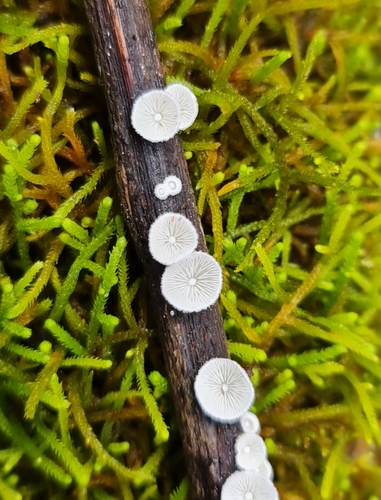 Chaetocalathus semisupinus · iNaturalist