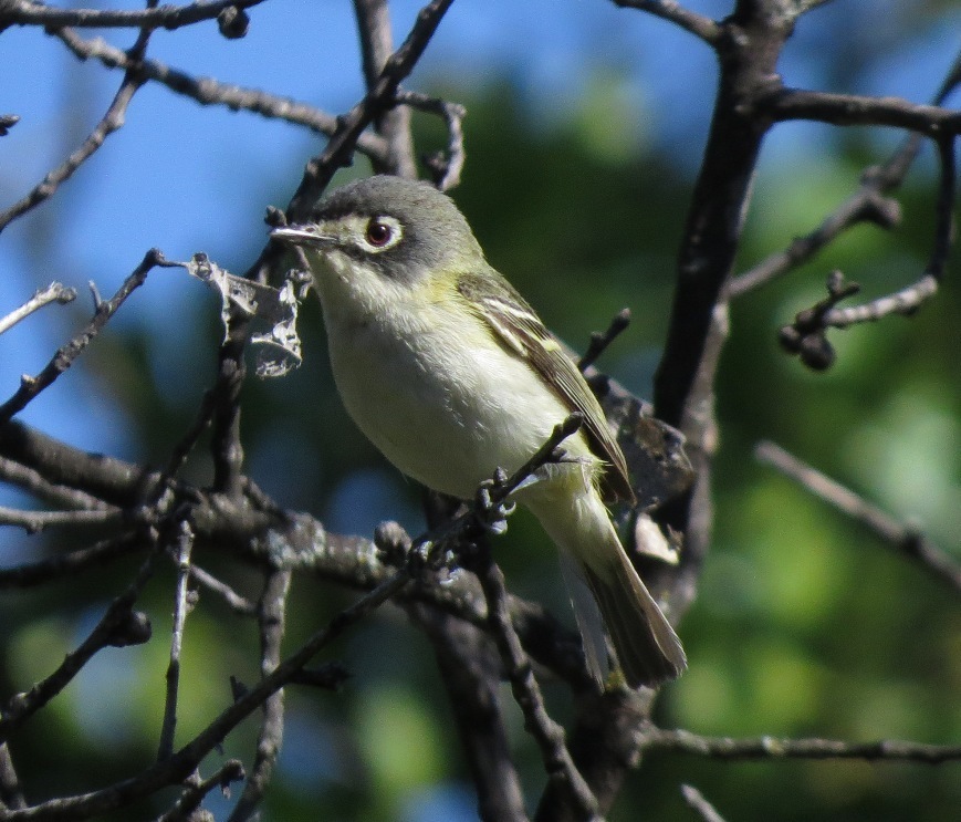 Black-capped Vireo (Birds of Wild Basin) · iNaturalist