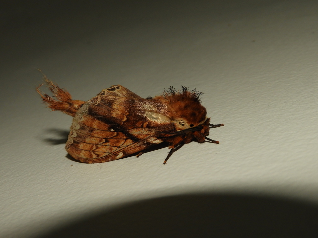 Dudusa from Maros Regency, South Sulawesi, Indonesia on March 2, 2024 ...