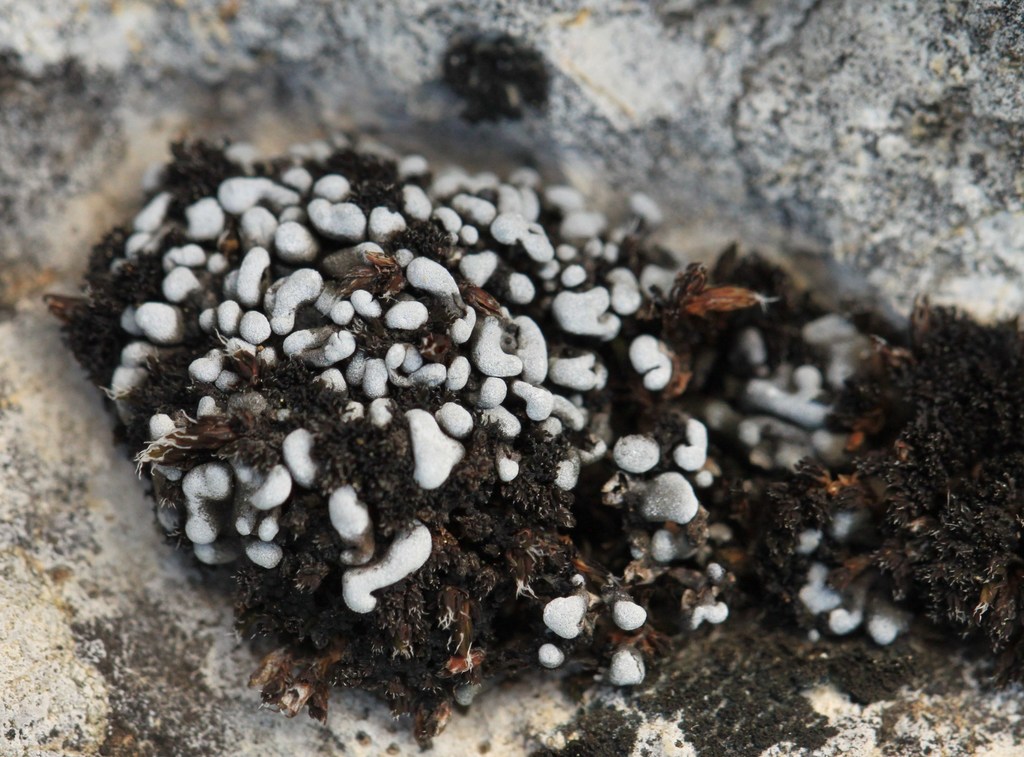 Toninia aromatica (Terricolous Lichens of the Ordino Valley) · iNaturalist