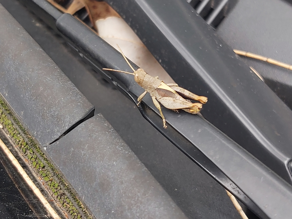 Short-winged Heath Grasshopper from 644X+M2, Macquarie Park NSW 2113 ...