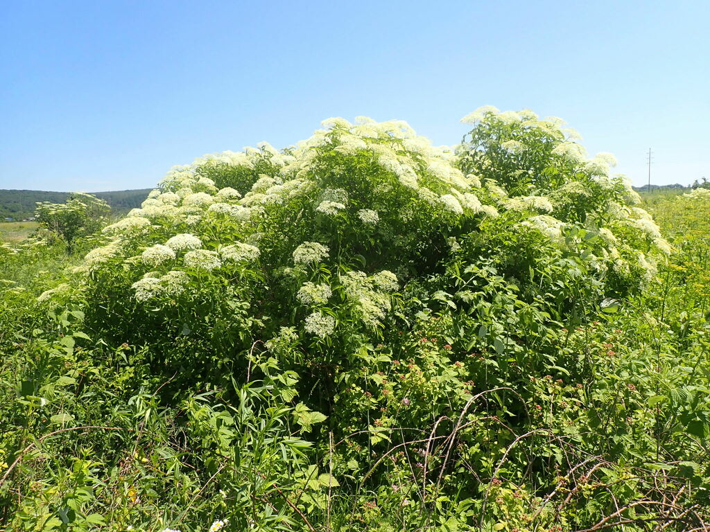 American black elderberry in June 2022 by Angus Mossman. Blooming in 25 ...