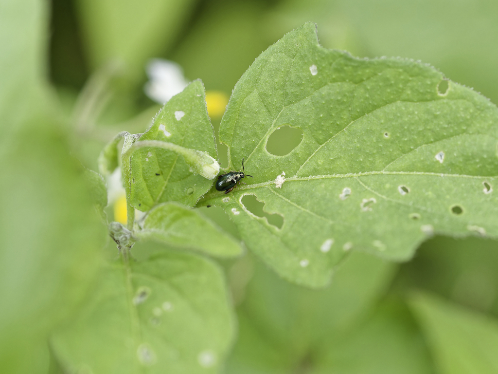 Psylliodes balyi in March 2024 by Zuiko Nakaji · iNaturalist
